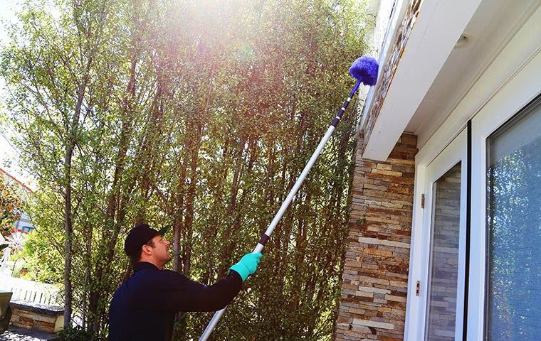 Spider COntrol | HomeShield Pest Control