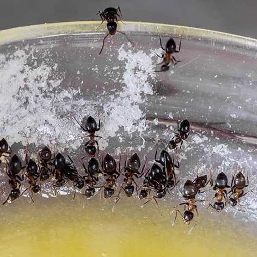How Ant Infestations Start In Sacramento Region Homes