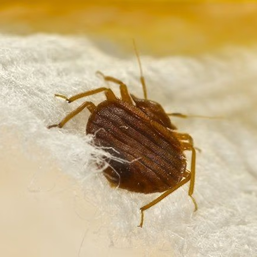 Bed Bug Control Sacramento, CA | HomeShield Pest Control