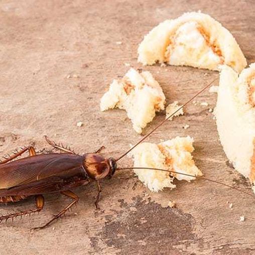 Five Warning Signs Of Cockroaches In Your Los Angeles Home