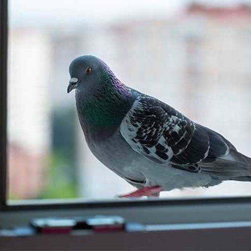 How To Deter Pesky Pigeons In Riverside