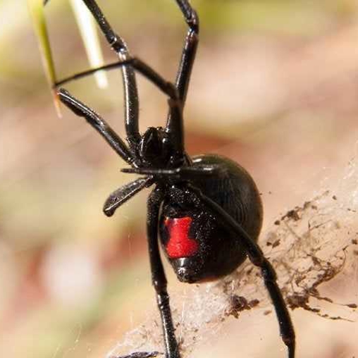 How To Tell If The Spider In Your San Diego County Home Is Dangerous?