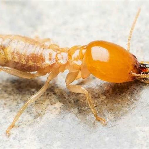 How To Identify A Termite Infestation On Your LA County Property