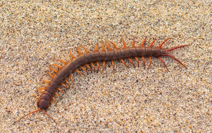 A Guide To Centipede Control In Vero Beach