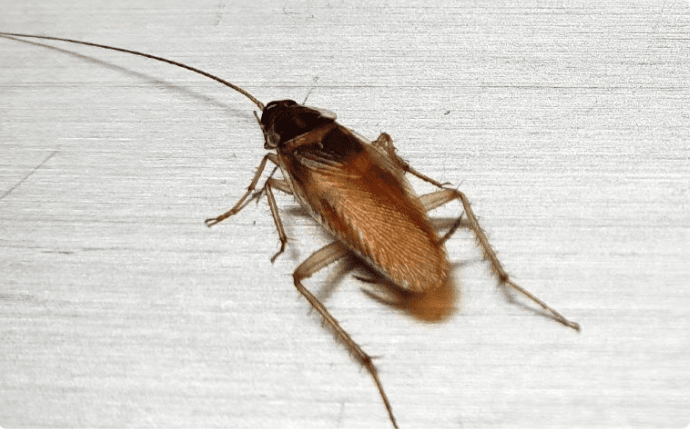 Cockroaches In The Sacramento Region: What Homeowners Ought To Know