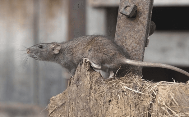 Effective Rodent Exclusion Methods For Your Vero Beach Home