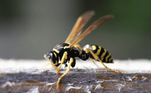 Everything You Need To Know About Wasp Control In Vero Beach