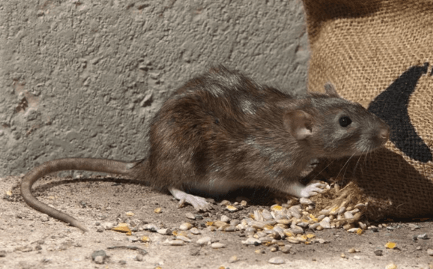 How Dangerous Are Rats On My Orange County Property?