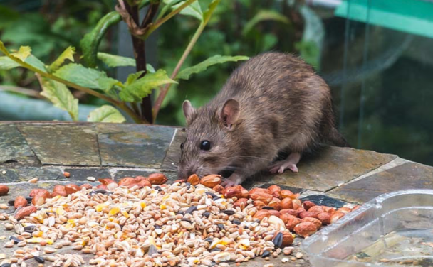 How To Get Rid Of A Rat Problem On Your Vero Beach Property