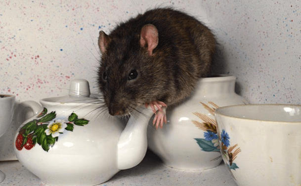 How To Get Rid Of Rats: Tips For Effective Rodent Control For Los ...