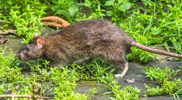 How To Keep Rats Away From Your Orange County Property