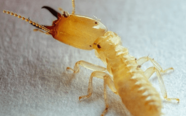 Termites In Sacramento Can Cause Real Damage To Your Home