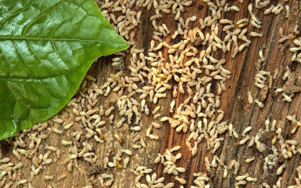 Pest Spotlight: Get Rid Of Termites In Orange County