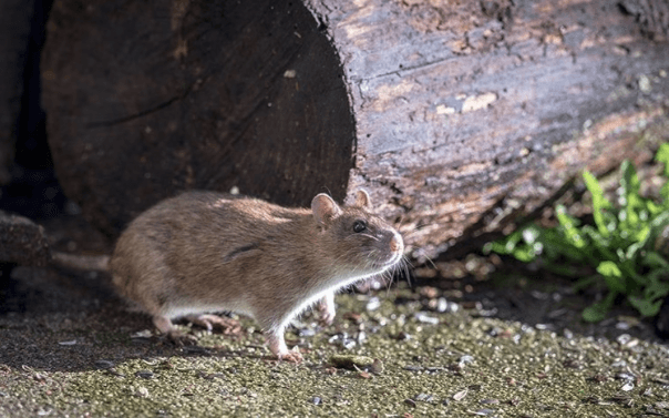 The Best Way To Deter Rats From Your Los Angeles County Home