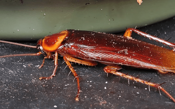 The Best Way To Get Rid Of Roaches In Orange County