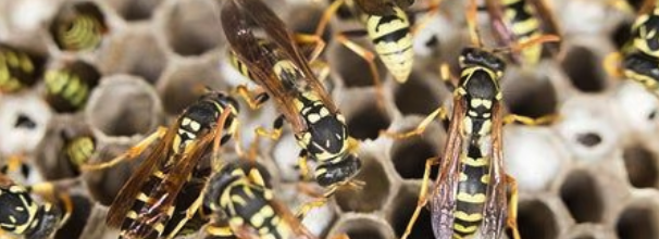 The Sacramento Region's Complete Guide To Effective Wasp Control