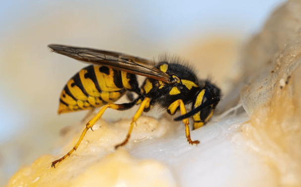The Sacramento Region's Guide To Yellow Jacket Control