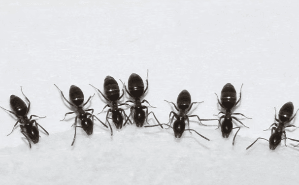 Ultimate Ant Control Guide For The Sacramento Region