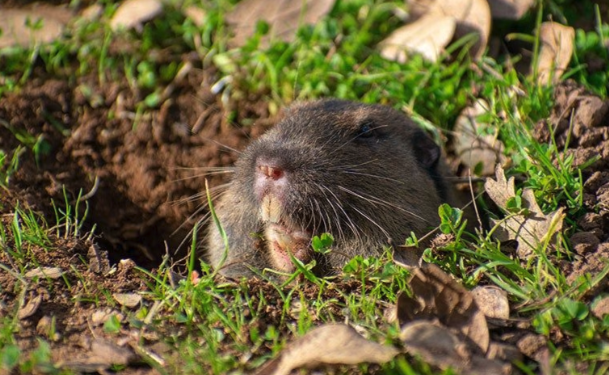 Are You Struggling With Gophers In San Diego County?