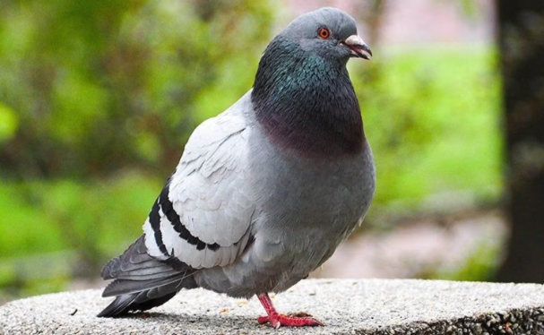 Complete Guide To Pest Birds In Los Angeles County