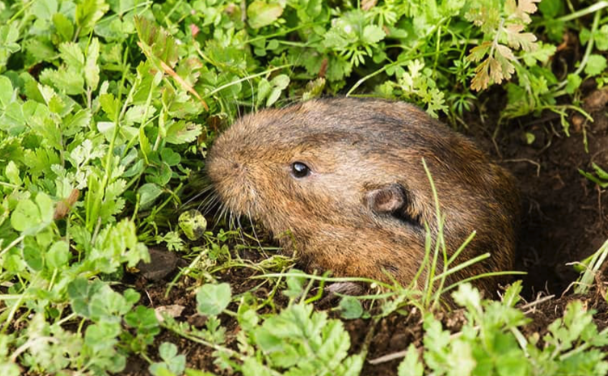 "Gopher Control: Keep Gophers Away From Orange County Yards