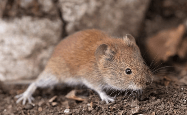 Effective Vole Control Tips: How To Get Rid Of Voles Safely And Quickly ...