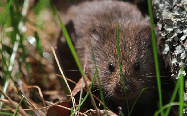 Everything You Should Know About Vole Control In Vero Beach