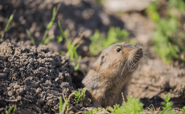 Gopher Control 101: How To Safely And Efficiently Eliminate Gophers On ...