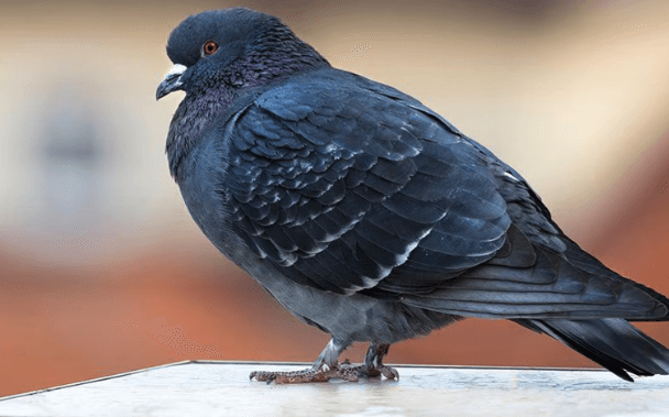 Keeping Pigeons At Bay: Expert Strategies For Effective Pigeon ...