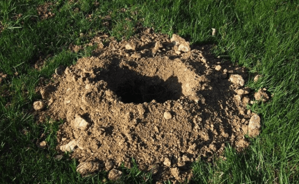 What To Do About Gophers In Your Vero Beach Yard