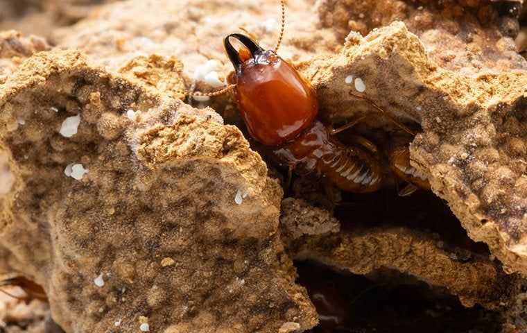 Termites Guide 5 | HomeShield Pest Control